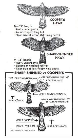 Cooper's Hawk, Sounds, All About Birds - Cornell Lab of Ornithology