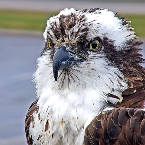 Bermuda Petrels | Cornell Lab Bird Cams