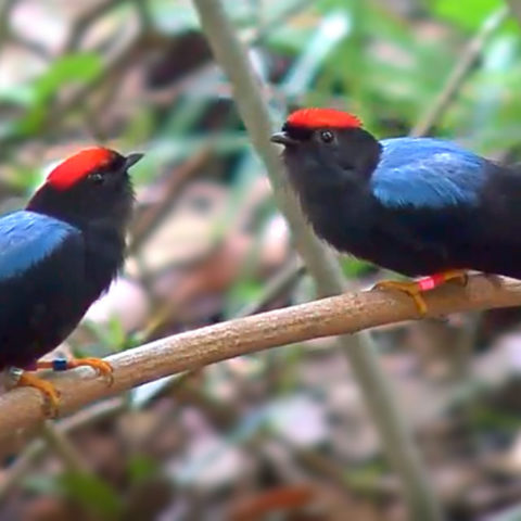 Lance-tailed Manakins | Cornell Lab Bird Cams