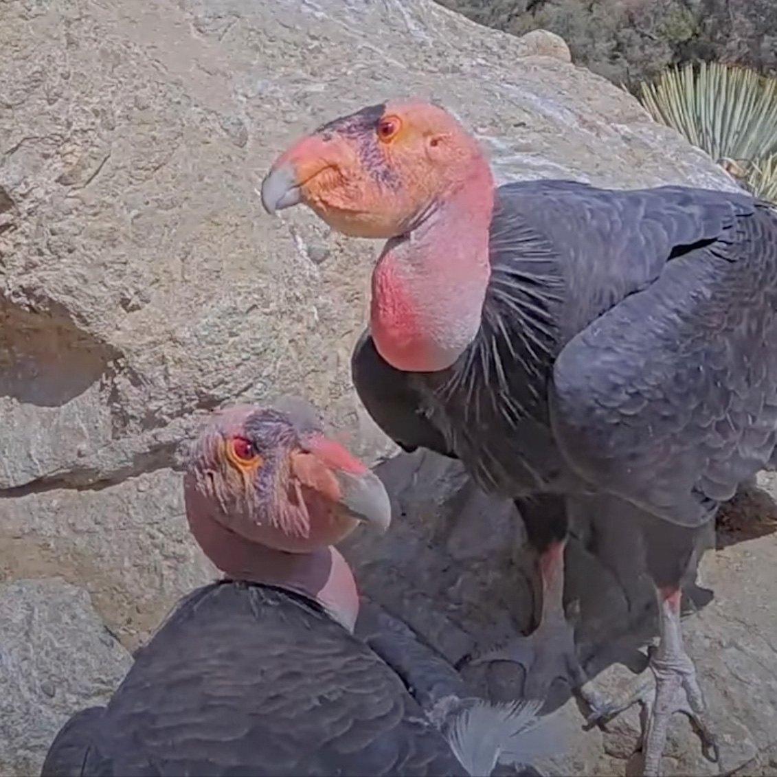 California Condors | Cornell Lab Bird Cams