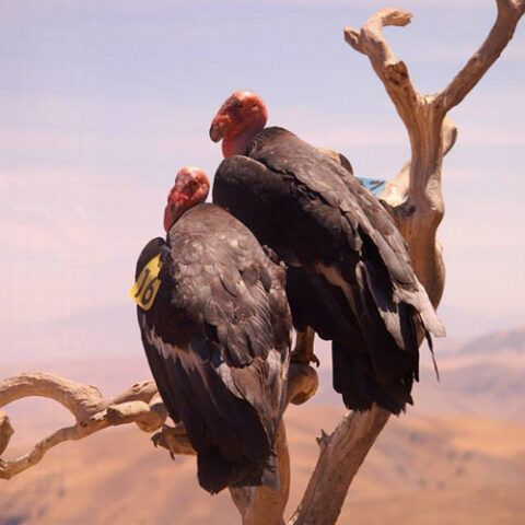 California Condors | Cornell Lab Bird Cams