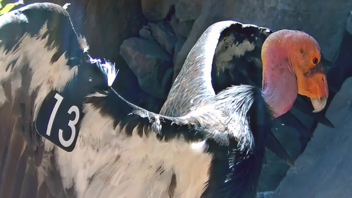 California Condors | Cornell Lab Bird Cams