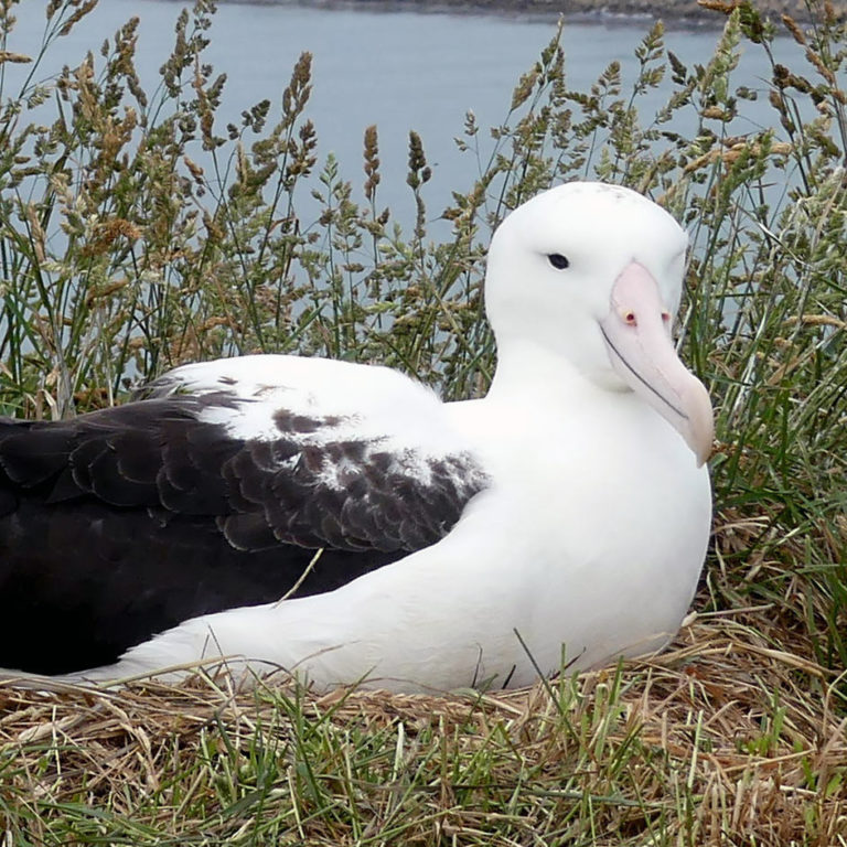 California Condors | Cornell Lab Bird Cams