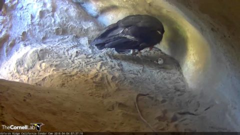 California Condor Cam Timeline | Cornell Lab Bird Cams Cornell Lab Bird ...