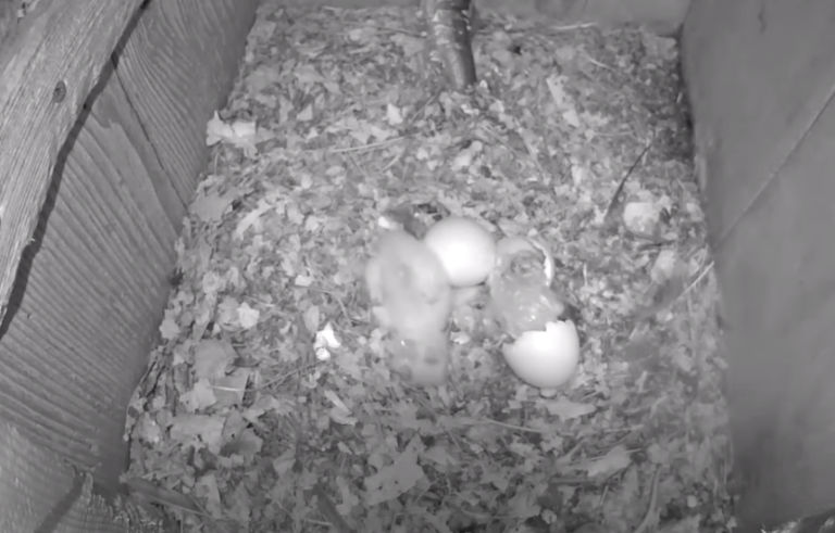 Barred Owl Cam Timeline | Cornell Lab Bird Cams