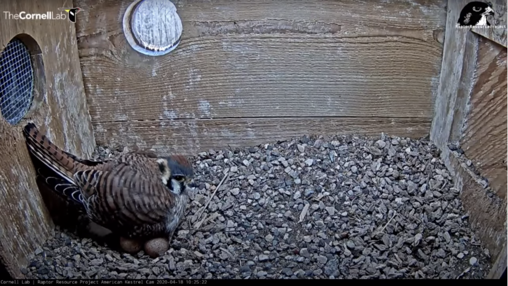 American Kestrel Cam Timeline | Cornell Lab Bird Cams