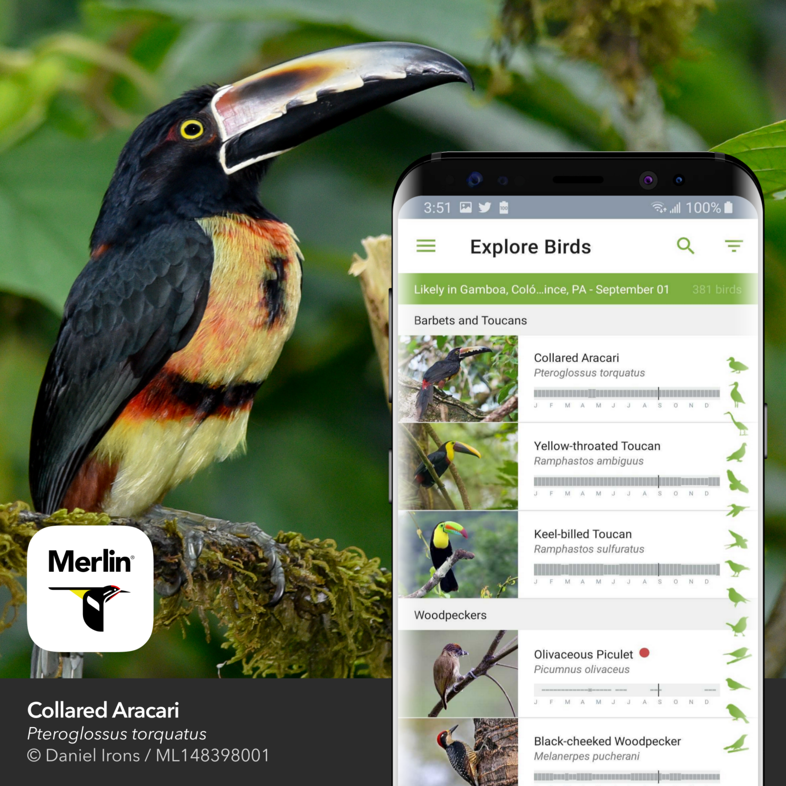Who's That Bird? Resources For Identifying Panama Fruit Feeder Cam ...