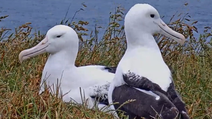 Meet The 2020-21 Royal Albatross Cam Family | Cornell Lab Bird Cams