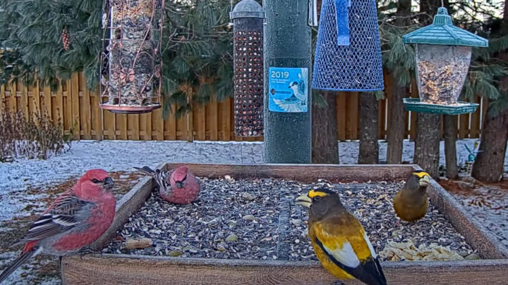 Cornell Feeders | All About Birds