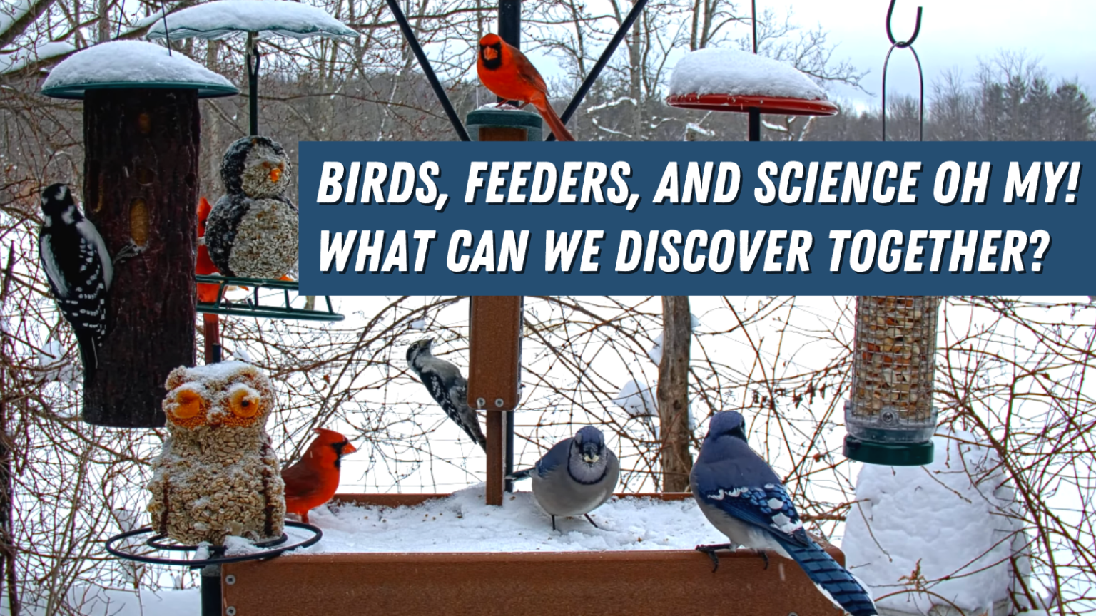Cornell Feeders | All About Birds