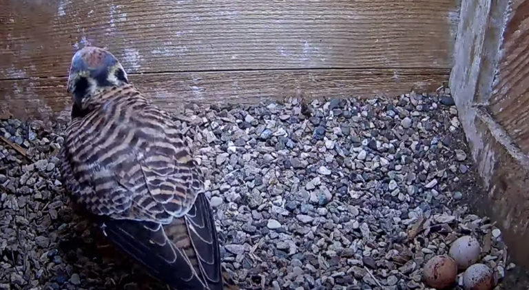 American Kestrel Cam Timeline | Cornell Lab Bird Cams