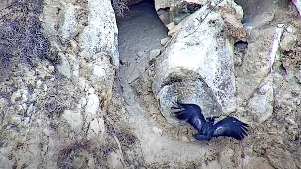 California Condor | Cornell Lab Bird Cams Cornell Lab Bird Cams