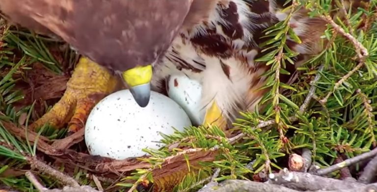 Red-tailed Hawk Cam Timeline | Cornell Lab Bird Cams