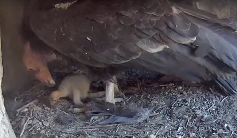 California Condors | Cornell Lab Bird Cams
