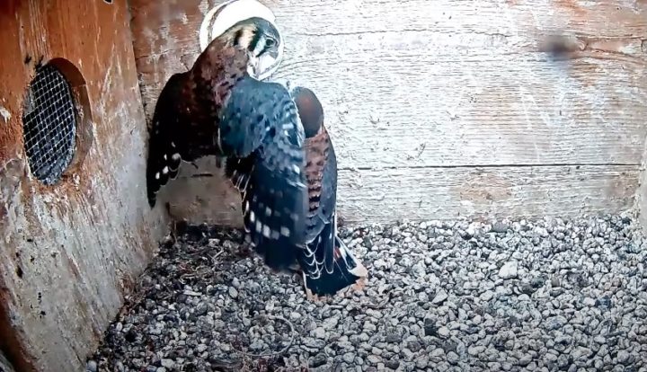 American Kestrel Cam Timeline | Cornell Lab Bird Cams