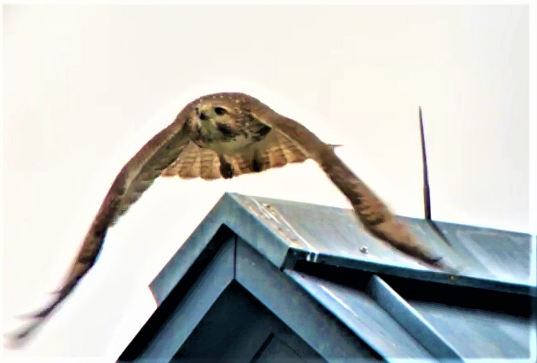 Red-tailed Hawk Fledglings Face Invisible Challenges | Cornell Lab Bird ...