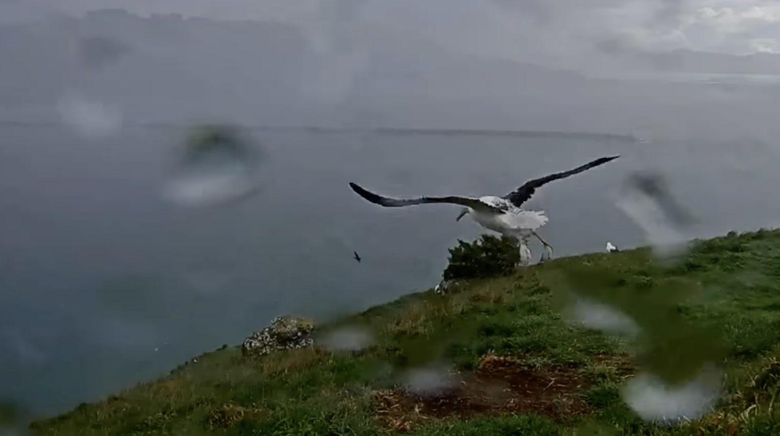 Royal Albatross Cam Timeline | Cornell Lab Bird Cams