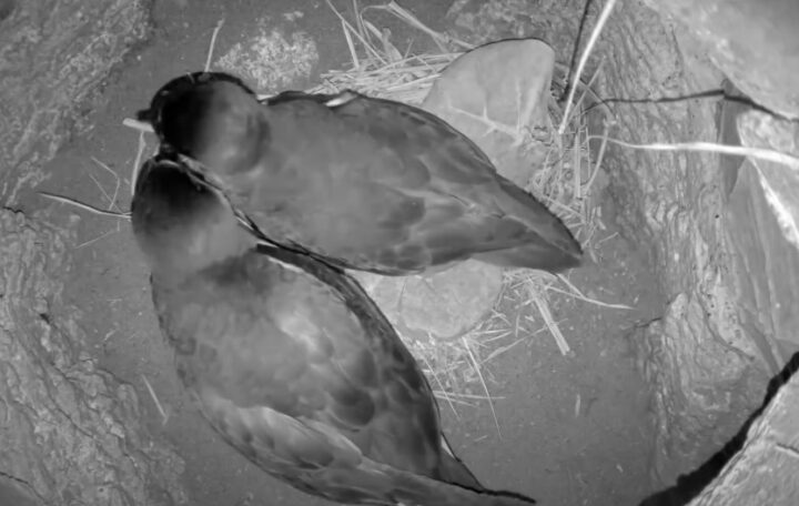 Bermuda Cahow Cam Timeline | Cornell Lab Bird Cams