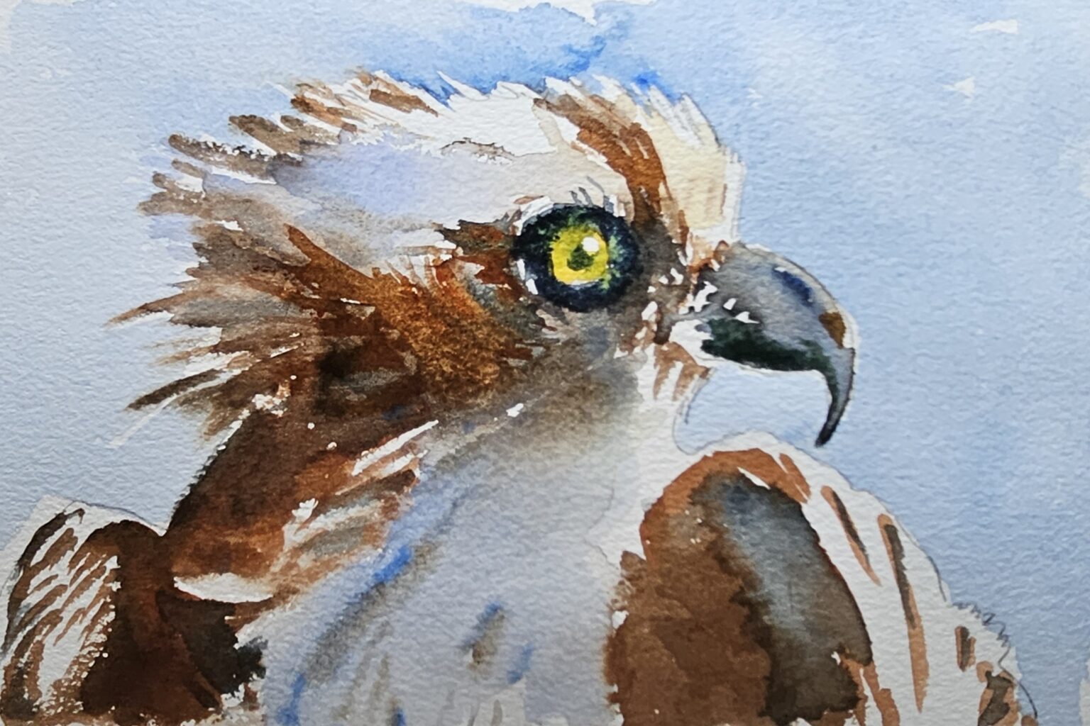 Cam-inspired Creations Fill The Bird Cams Community Art Book | Cornell ...