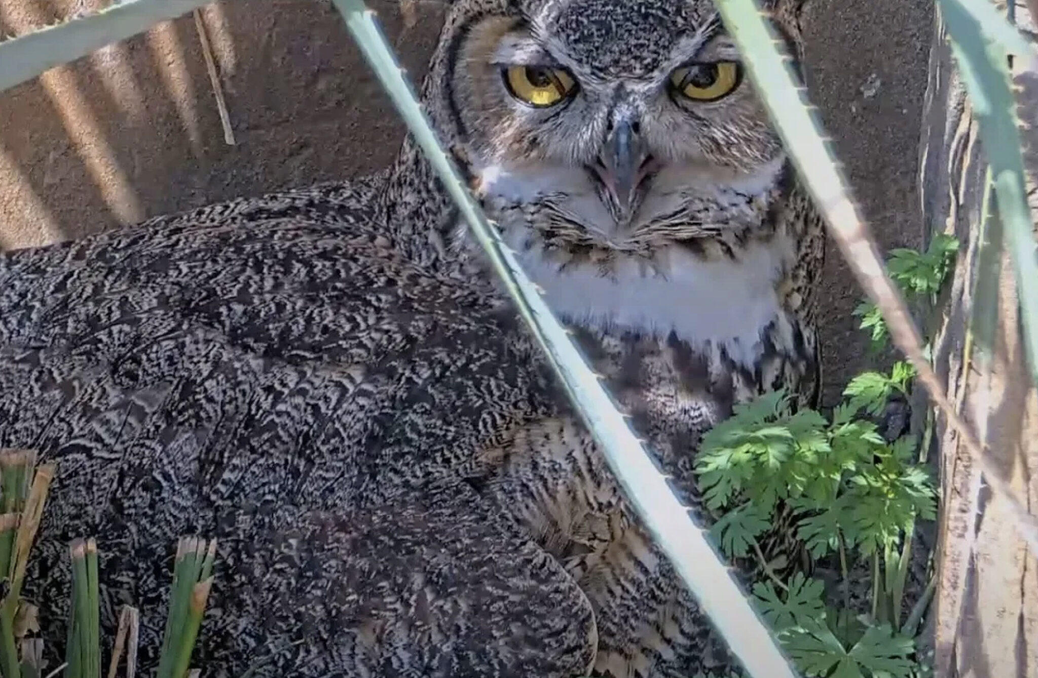 Great Horned Owls | Cornell Lab Bird Cams