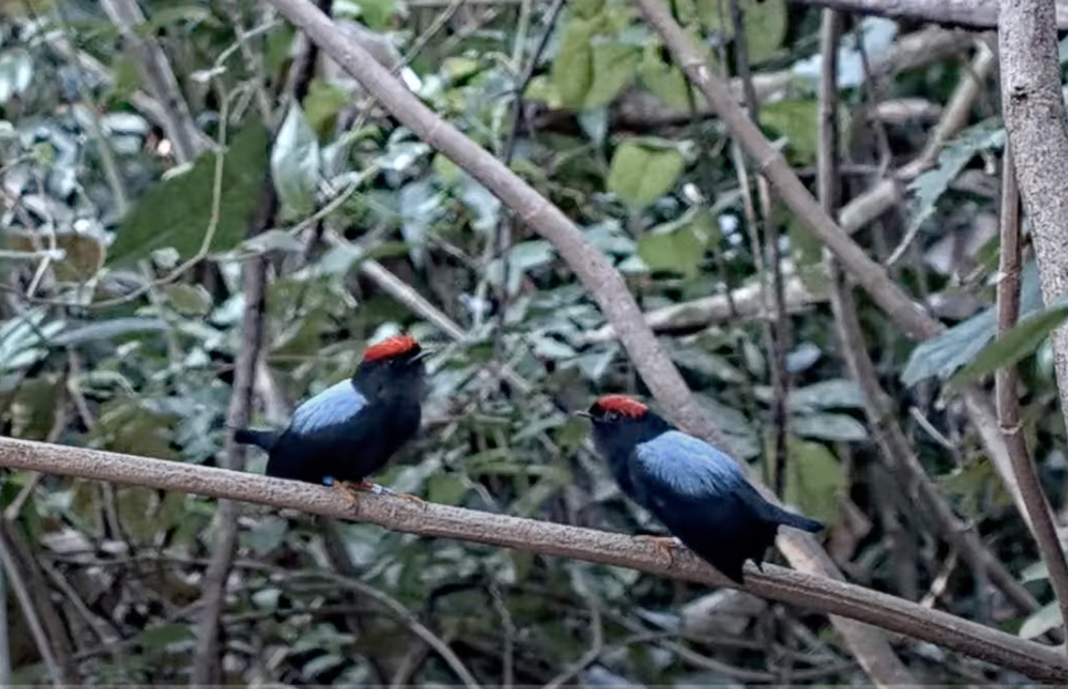 Lance-tailed Manakins | Cornell Lab Bird Cams