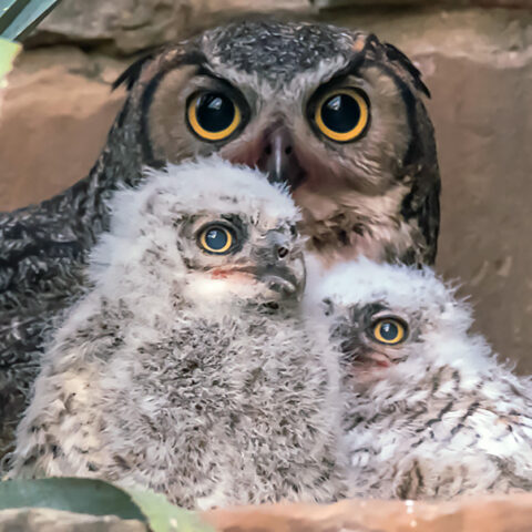 Bermuda Petrels | Cornell Lab Bird Cams