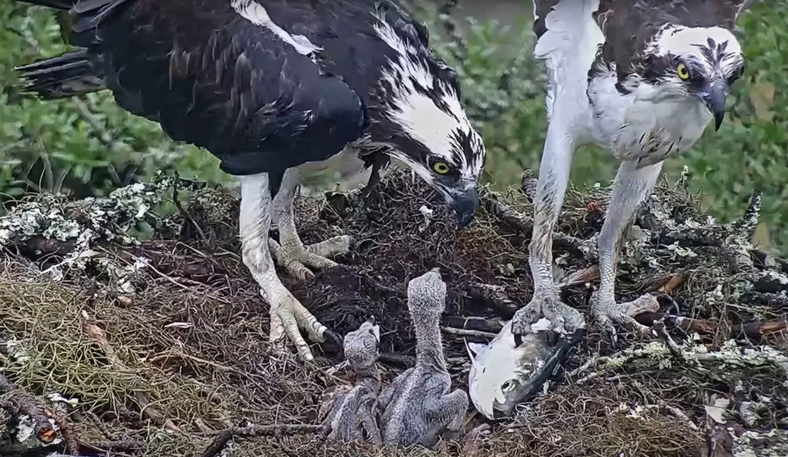 California Condors | Cornell Lab Bird Cams