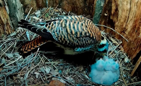 American Kestrel Cam Timeline | Cornell Lab Bird Cams