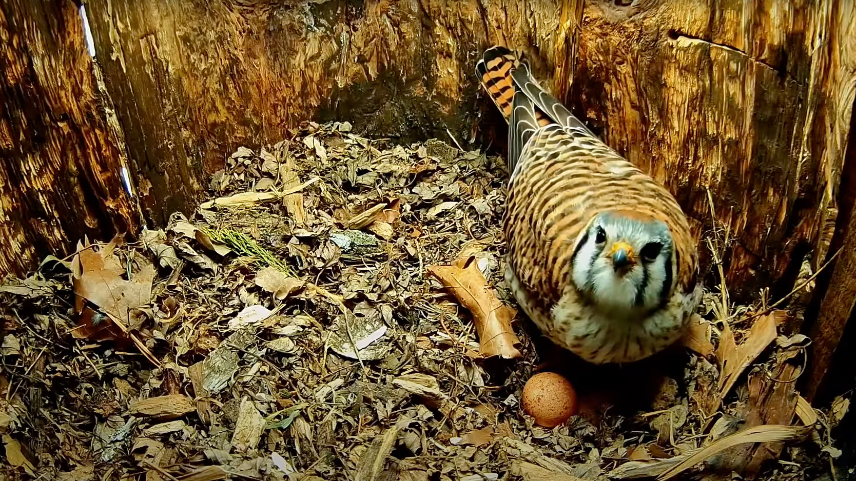 American Kestrel Cam Timeline | Cornell Lab Bird Cams