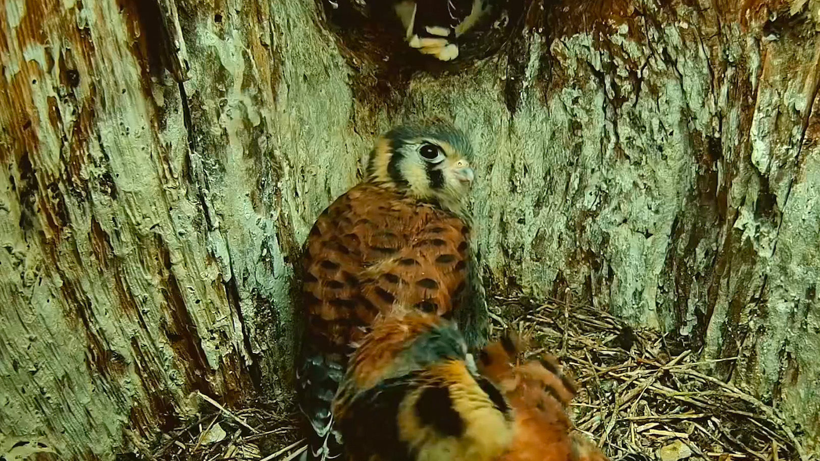 American Kestrel Cam Timeline | Cornell Lab Bird Cams