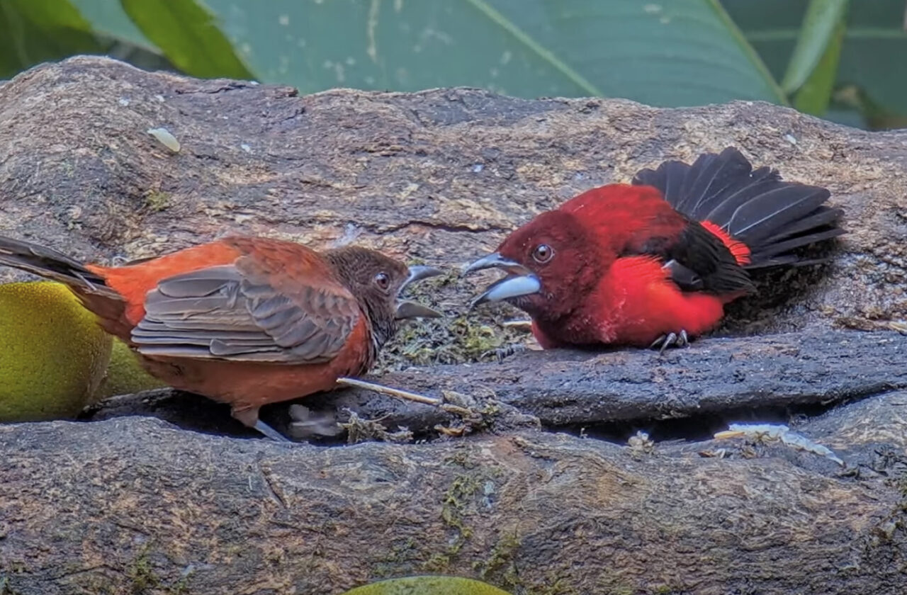 Panama Fruit Feeders | Cornell Lab Bird Cams