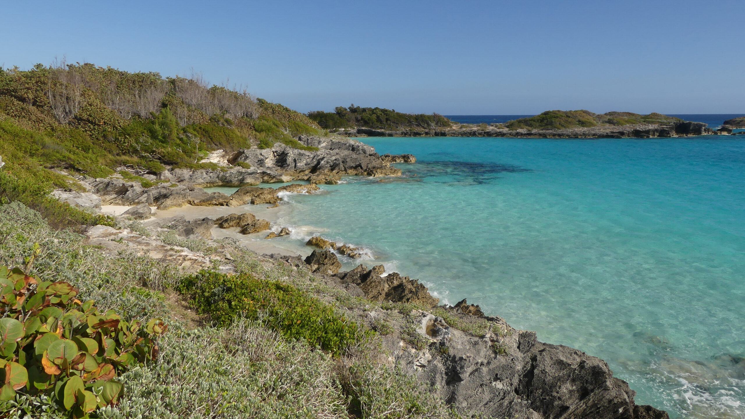 Bermuda Cahow Cam Retiring From Bird Cams In October 2024 | Cornell Lab ...
