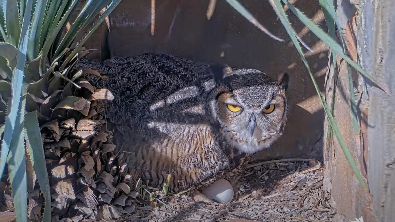 Great Horned Owls | Cornell Lab Bird Cams