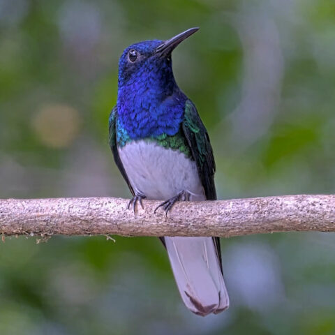 Panama Hummingbird Feeders | Cornell Lab Bird Cams