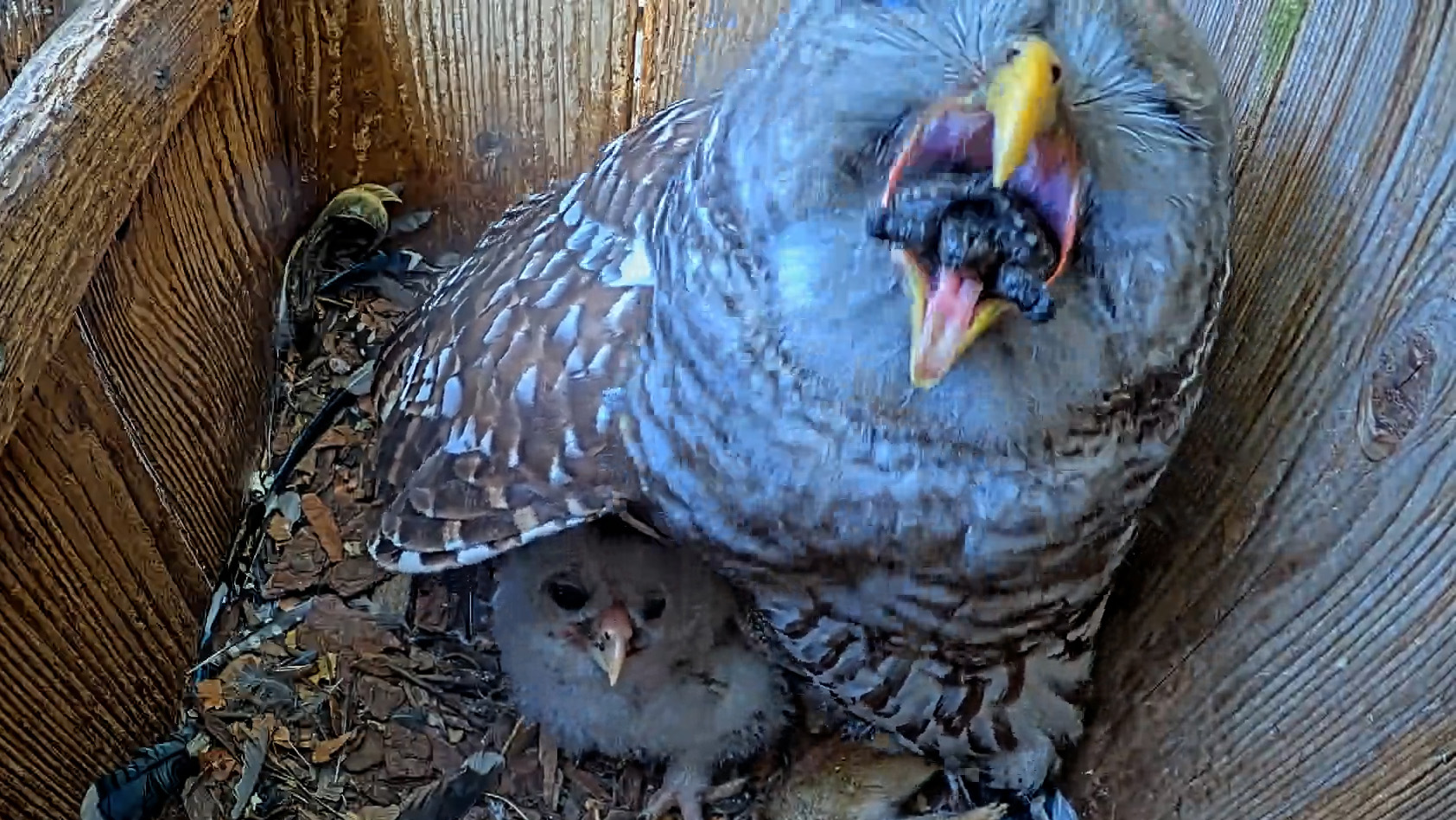 Turtle On The Menu For First Time At Barred Owl Nest | Cornell Lab Bird ...