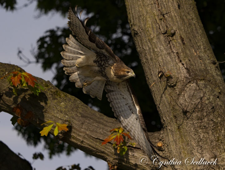 Red-tailed Hawk Fledgling “O1” Dies Following Illness | Cornell Lab ...