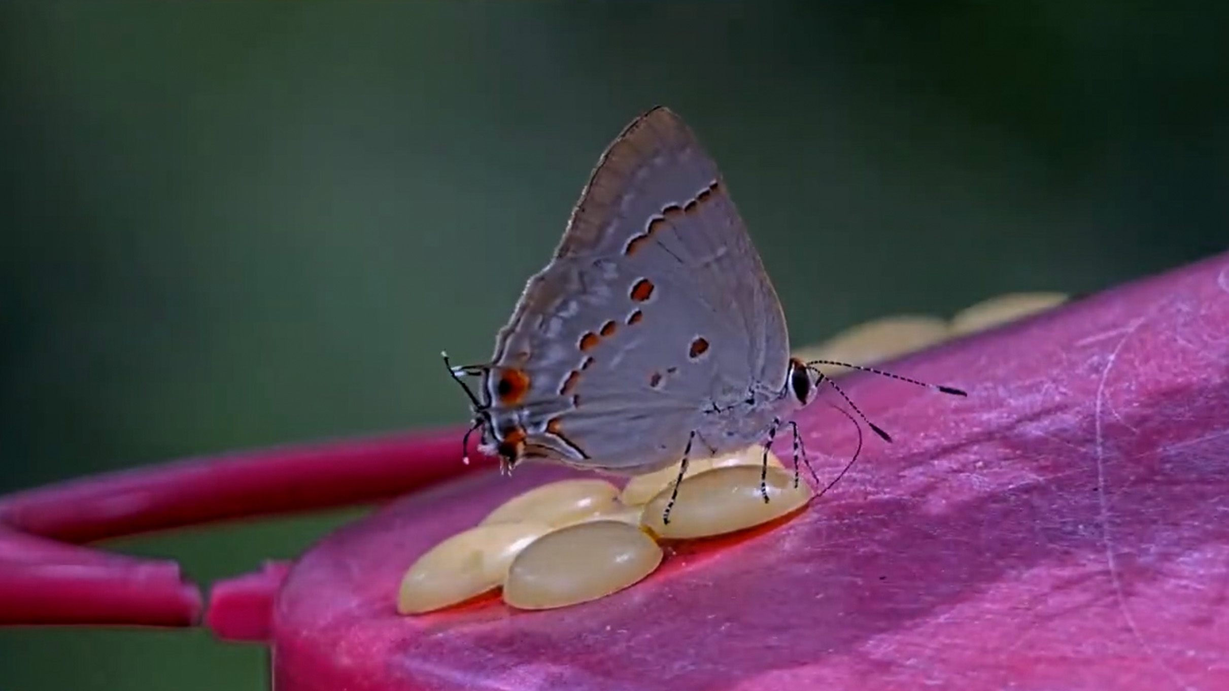 Tiny Tropical Butterfly Steals Spotlight At Hummingbird Feeder ...