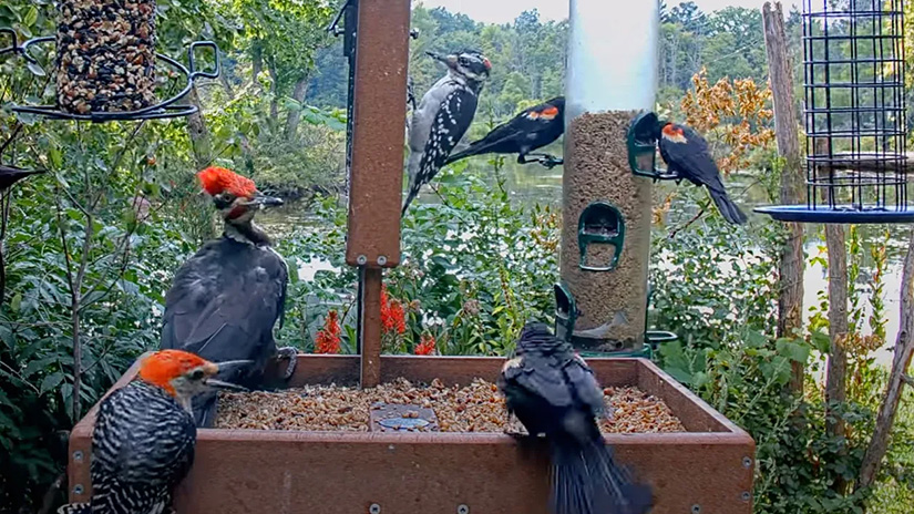 A Trio of Woodpeckers Descend on the Cornell Feeders | Cornell Lab Bird ...