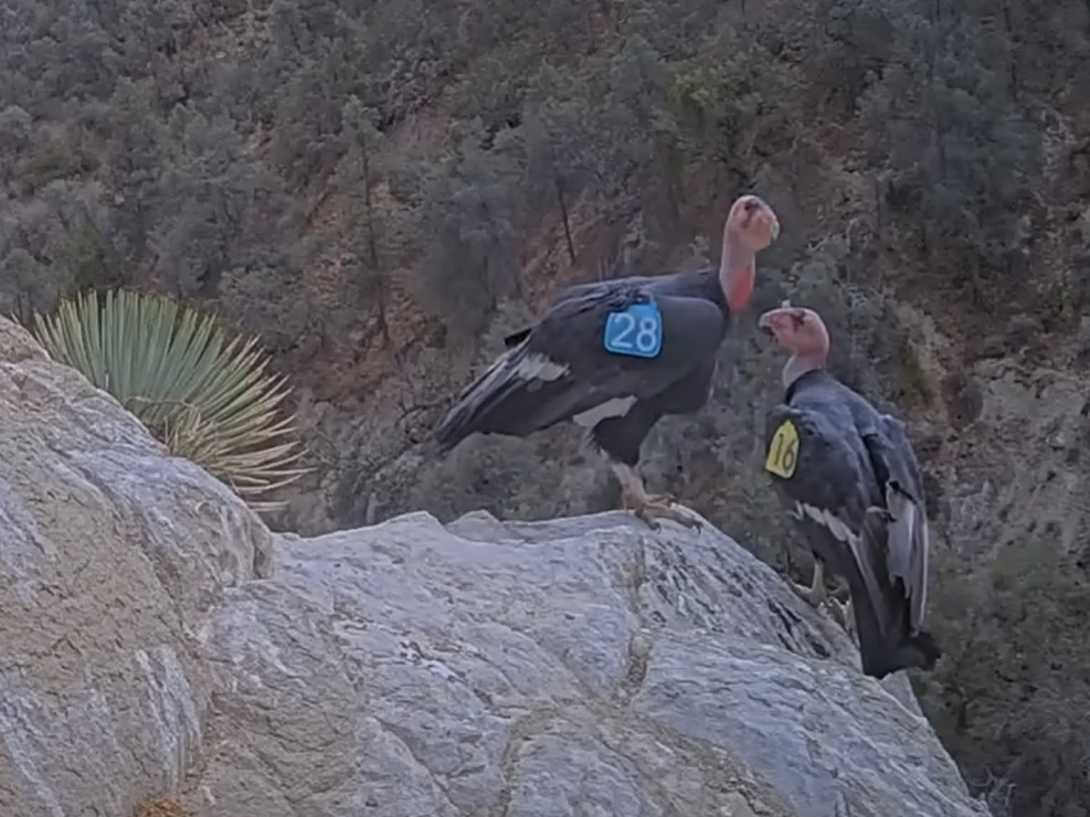 California Condors | Cornell Lab Bird Cams