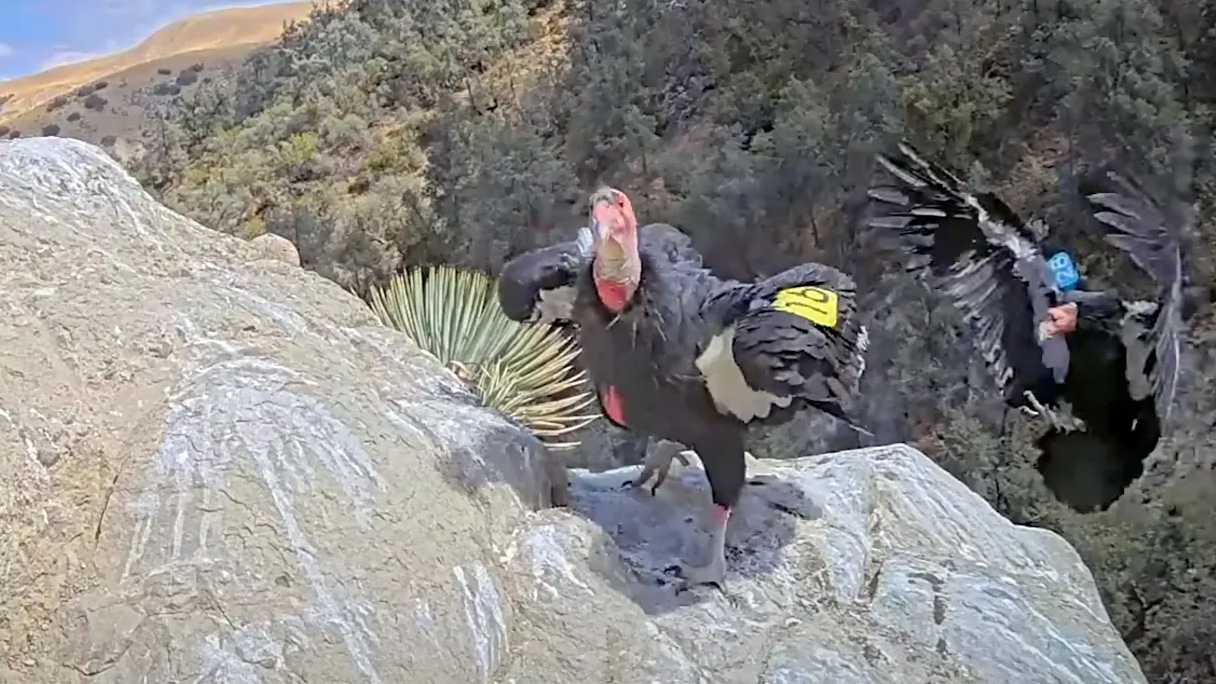California Condors | Cornell Lab Bird Cams