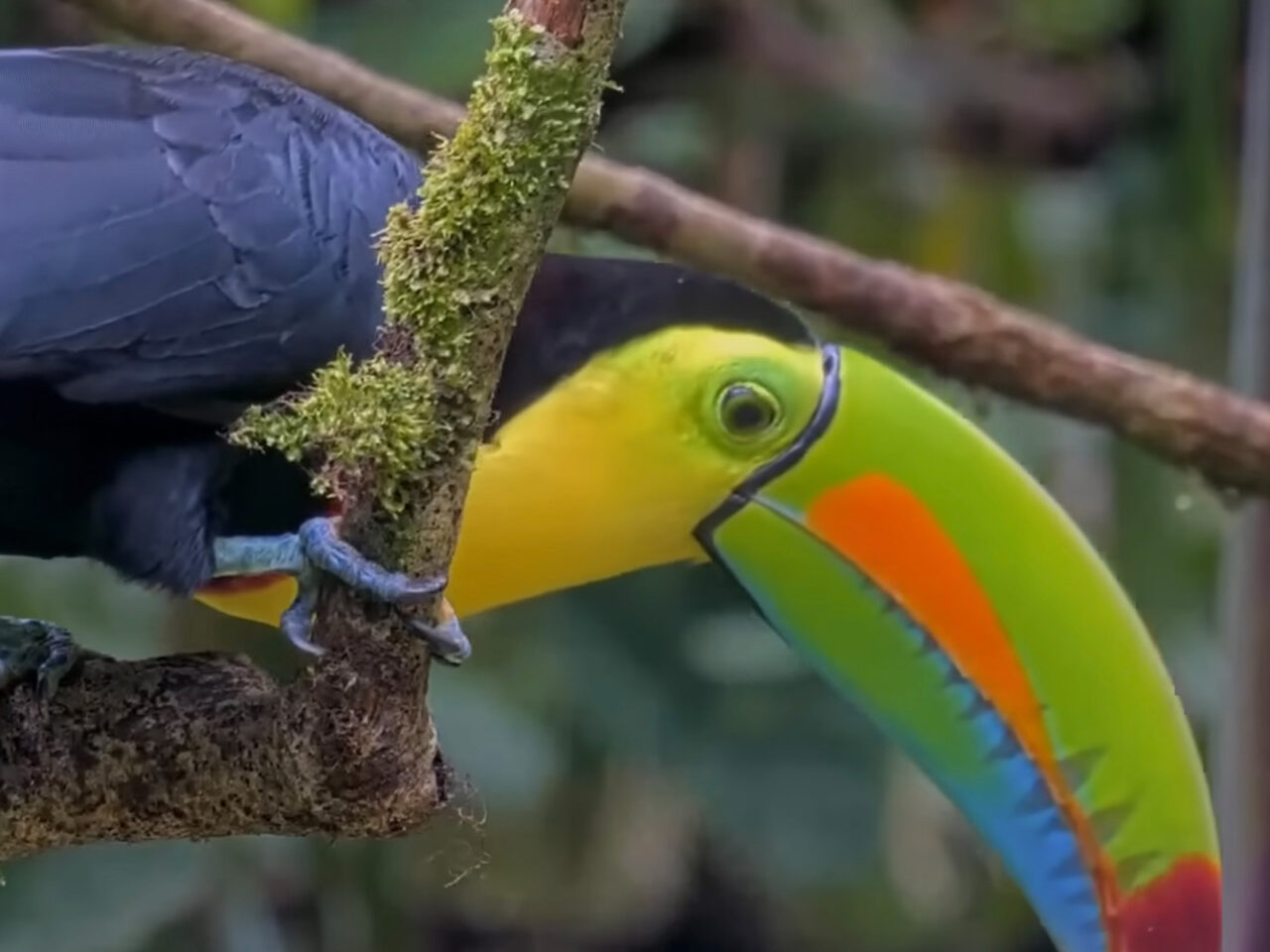 Panama Fruit Feeders | Cornell Lab Bird Cams