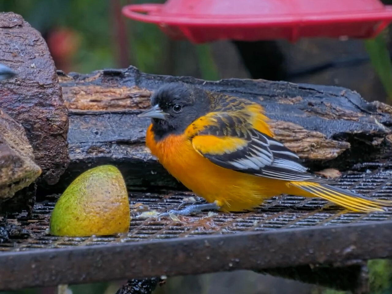 Panama Fruit Feeders | Cornell Lab Bird Cams