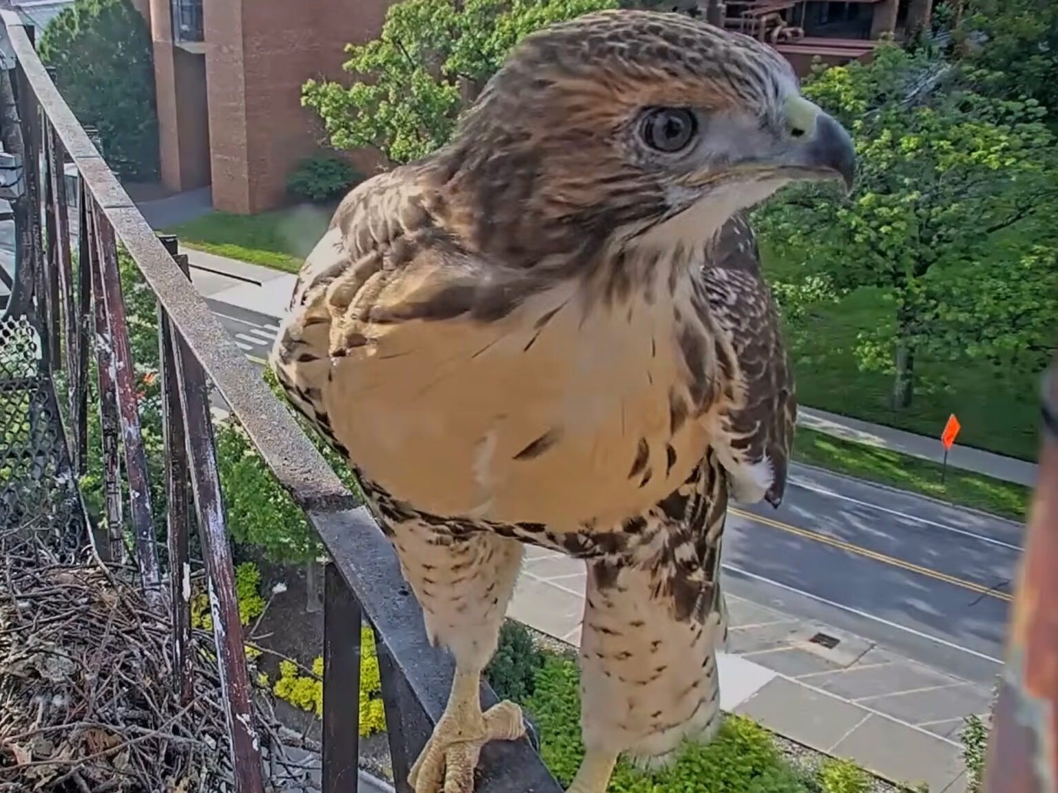 Panama Fruit Feeders | Cornell Lab Bird Cams