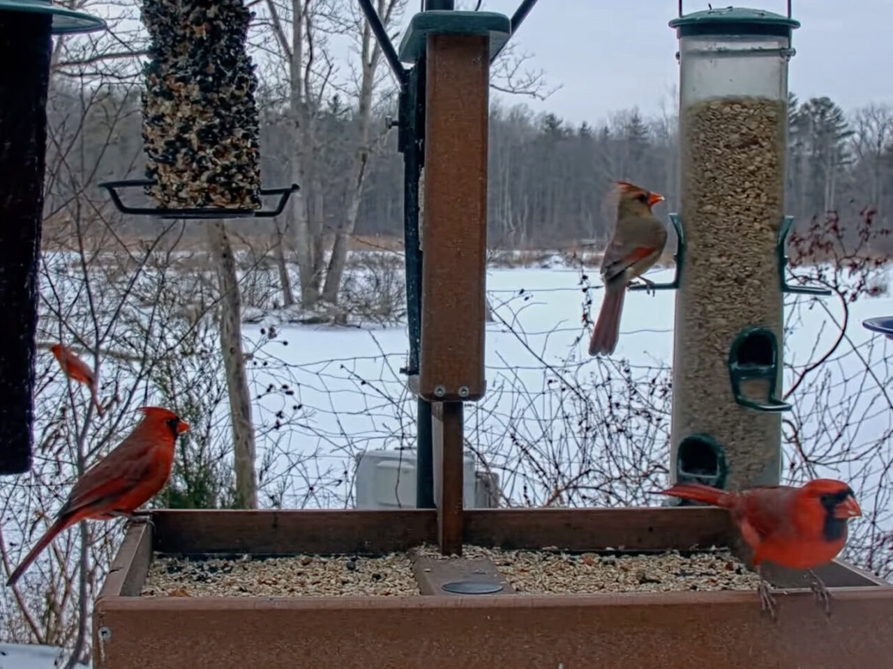 Cornell FeederWatch Cam | Cornell Lab Bird Cams