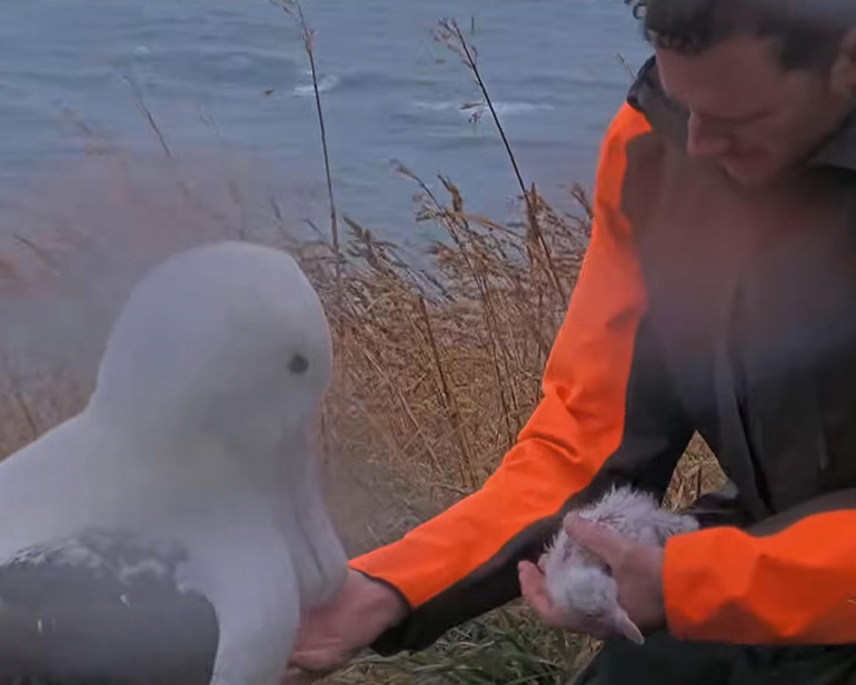 Northern Royal Albatross | Cornell Lab Bird Cams
