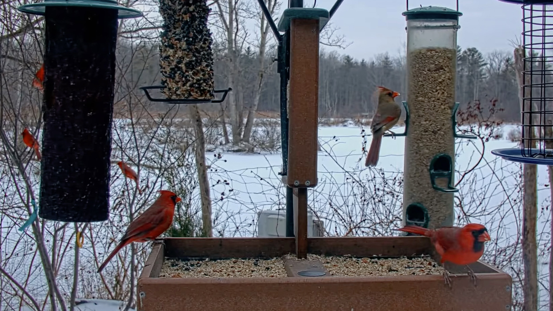 Northern Cardinals Flock In Bunches To Cornell Feeders At Dusk ...