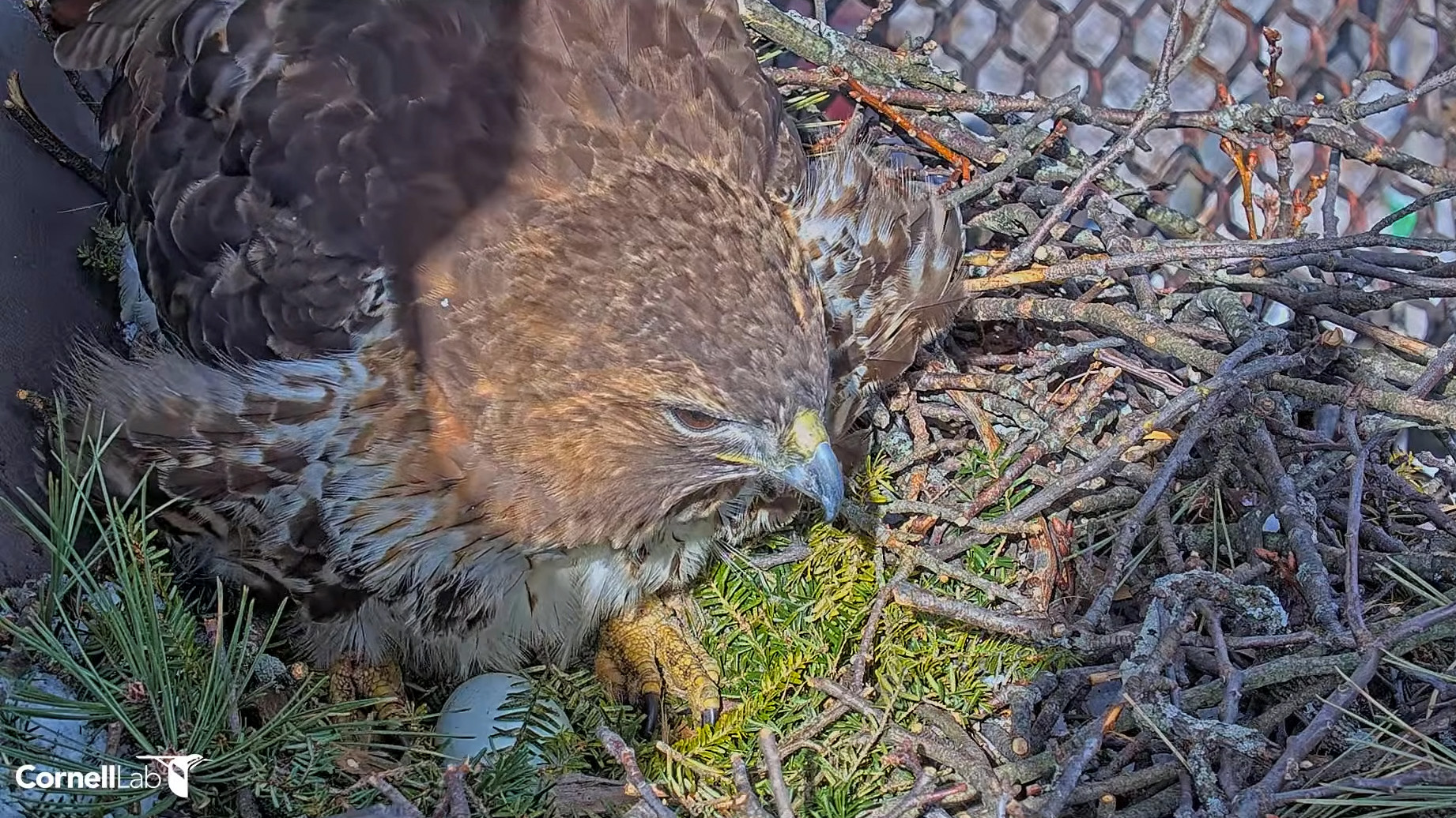 Cornell Hawks Kick Off 2026 Nesting Season With An Egg! | Cornell Lab ...
