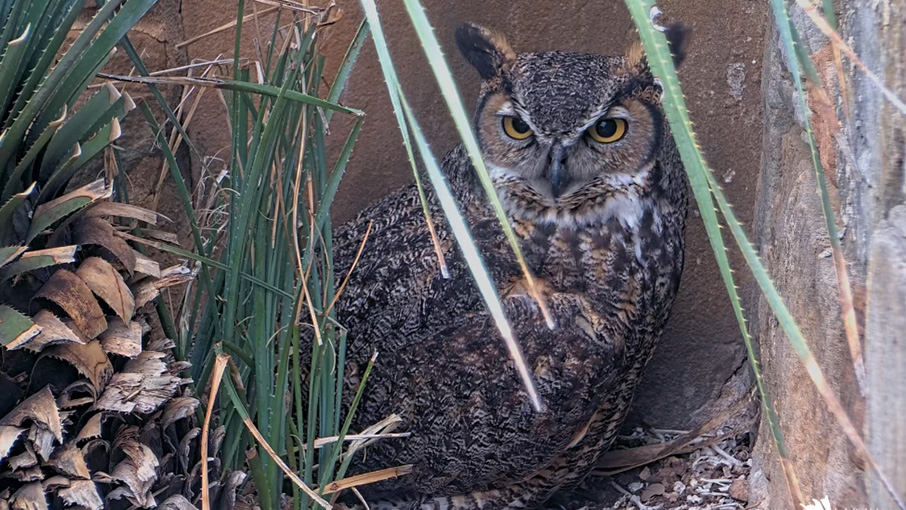 Wildflower Center Great Horned Owl Cam Returns As Athena Lays First Egg ...