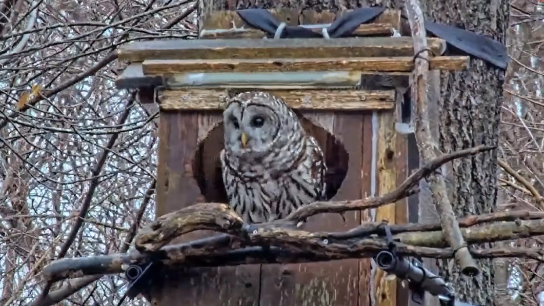 Barred Owl Cam Returns In 2026 After Female Lays First Egg | Cornell ...