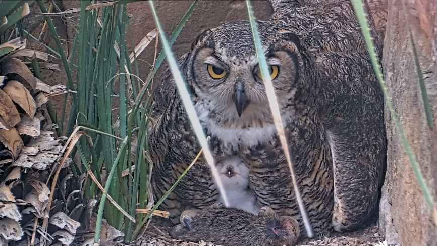 Owlets Hatch At The Wildflower Center Great Horned Owl Nest | Cornell ...
